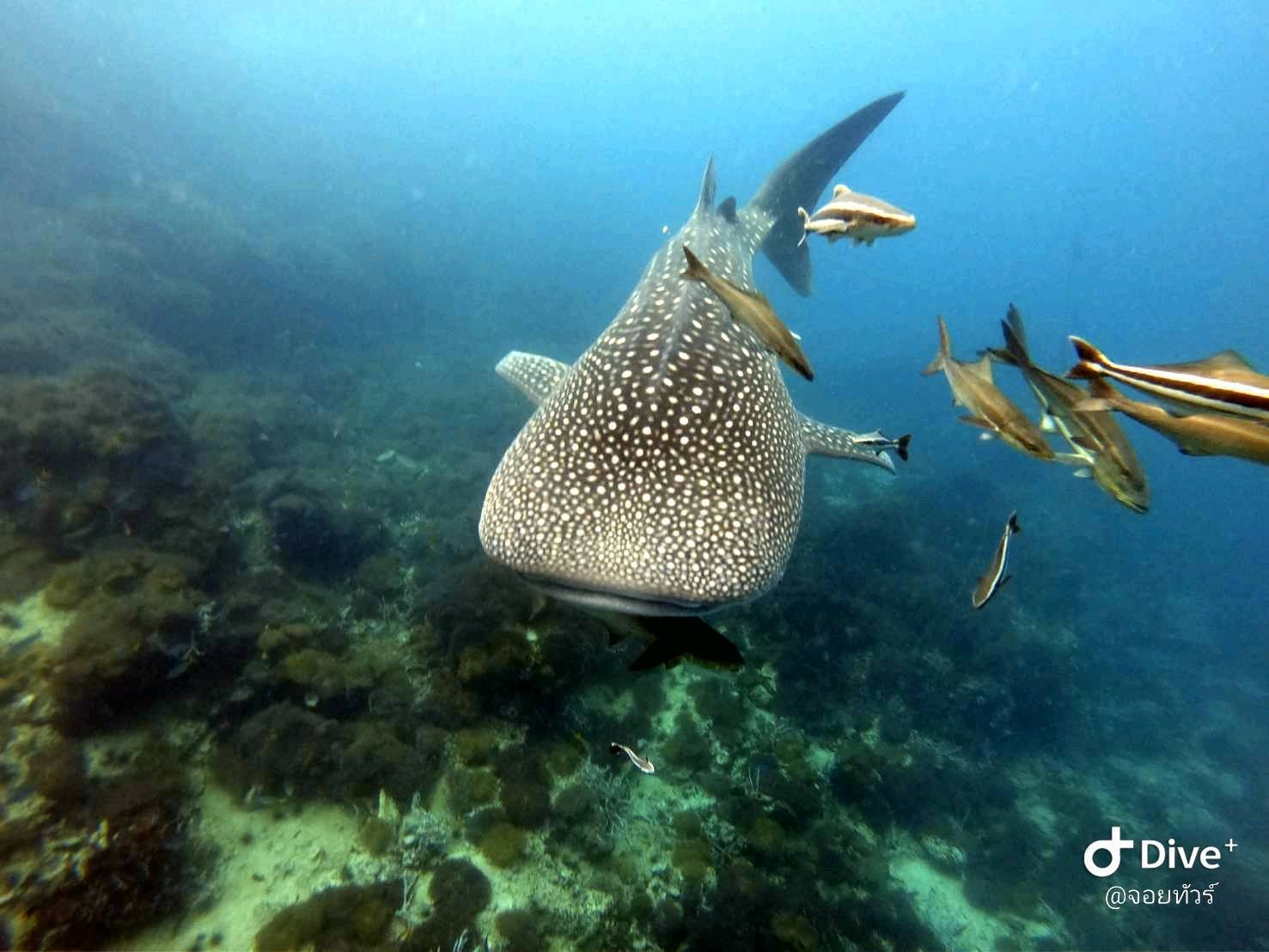 Ticket for Snorkeling Trip to Ran Ped & Ran Kai island Chumphon ...