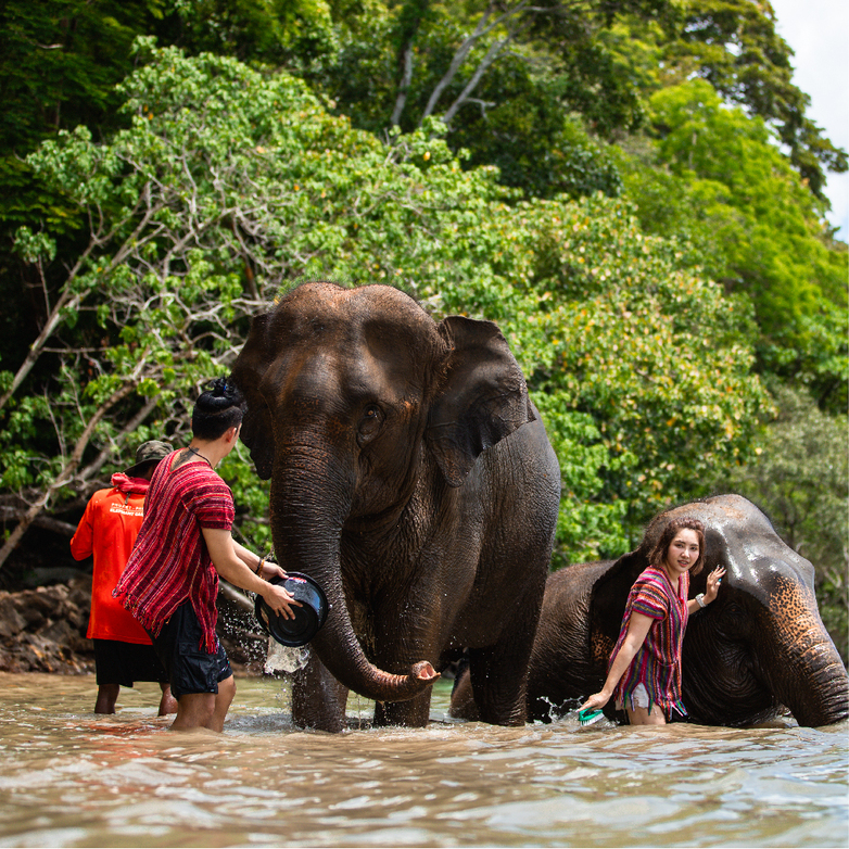 Book a Swim and Bathing the Elephants on the Sea Activity in Koh Siray ...