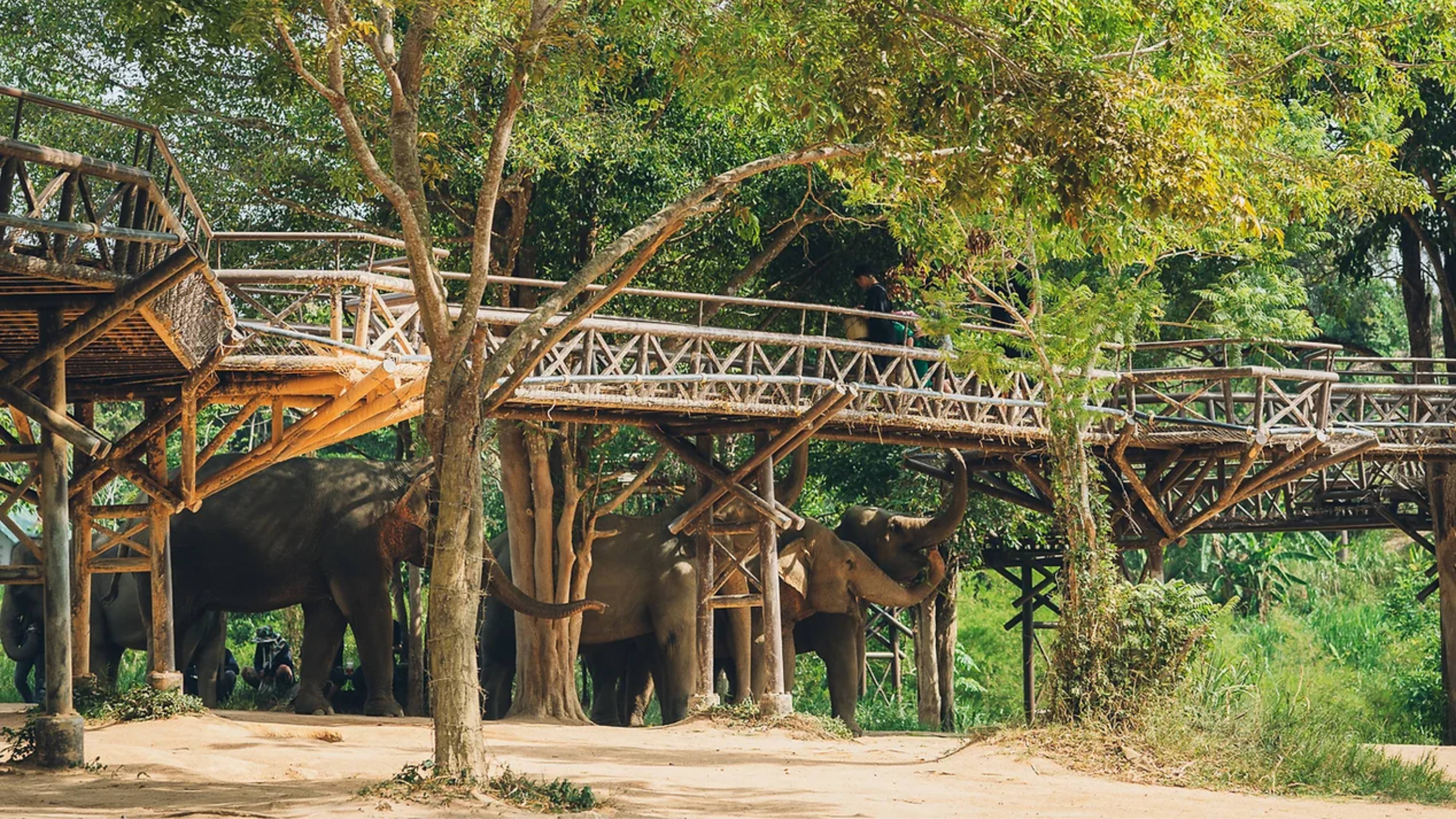 Ethical Experience at Samui Elephant Kingdom - Ticket2Attraction