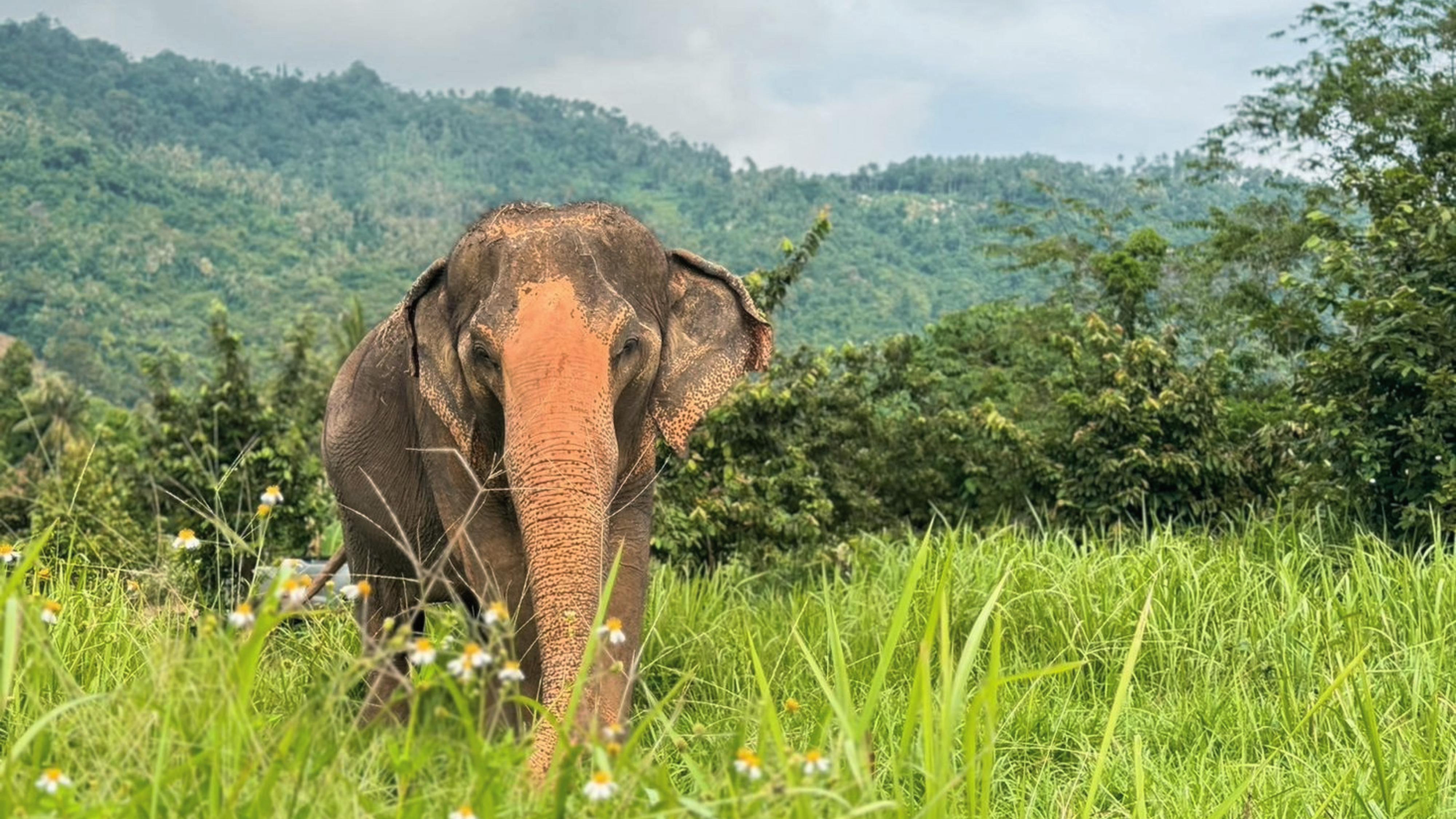 Samui Elephant Home: Elephant and Authentic way of life guided tour - Ticket2Attraction